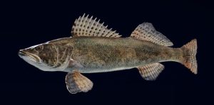 Call of the Wild: The Angler Fish Species Guide (Overview by Maps ...