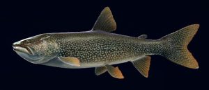 Call of the Wild: The Angler Fish Species Guide (Overview by Maps ...